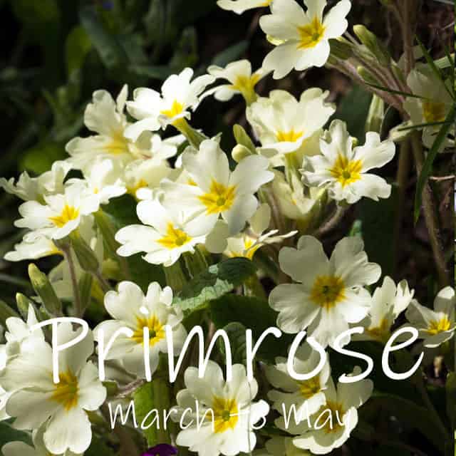 Primroses – Sponsor a tree ~ a perfectly natural gift