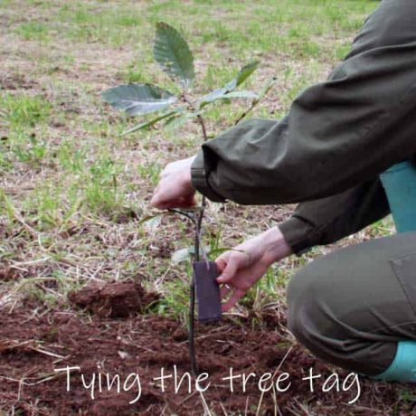 Tree tags – Plant a tree ~ a perfectly natural gift