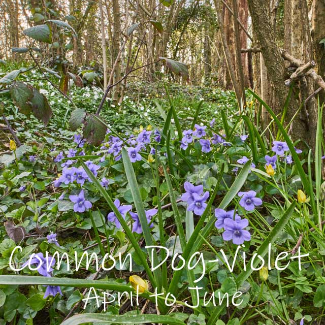 Common Dog Violet – Sponsor a tree ~ a perfectly natural gift